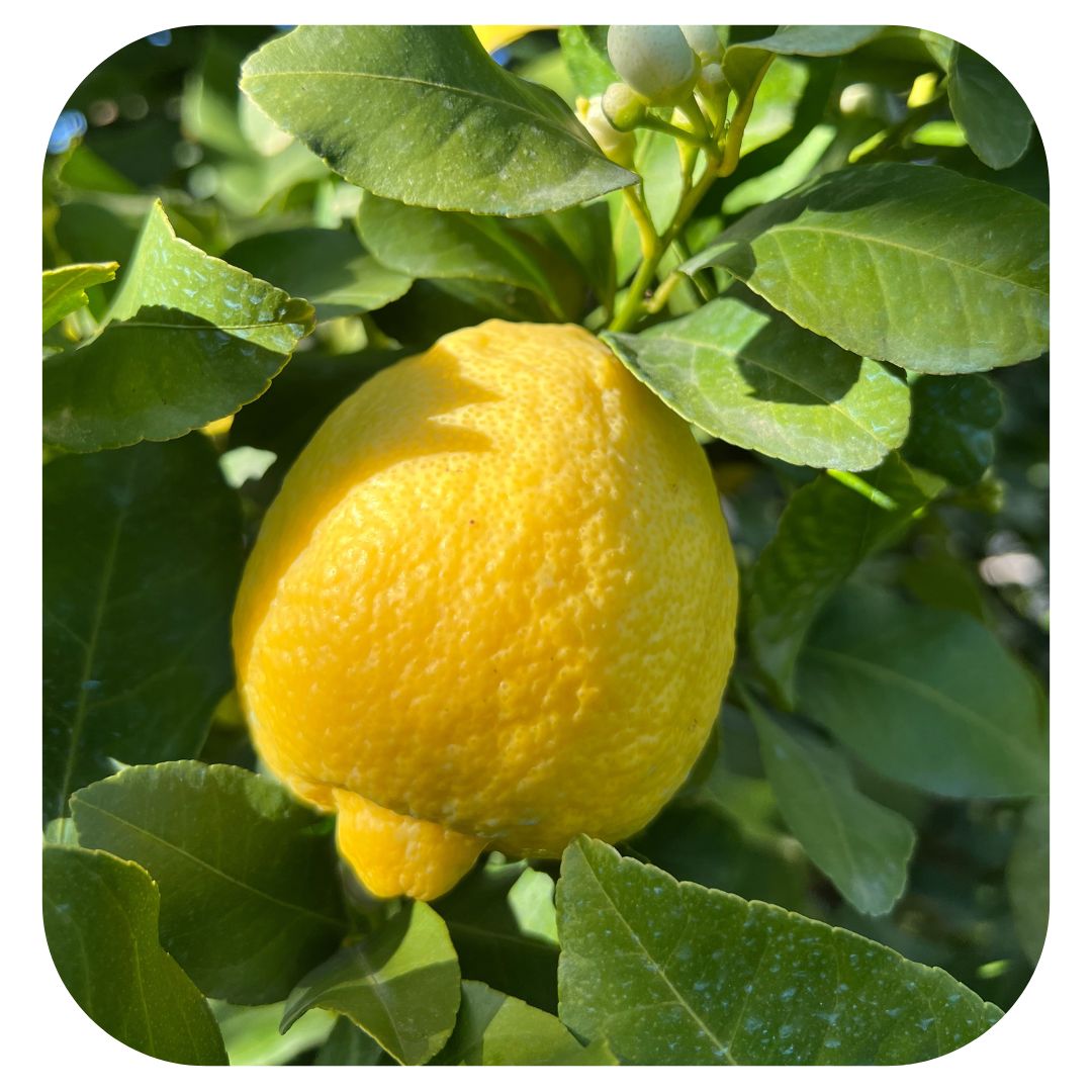 Limone Femminello Siracusano